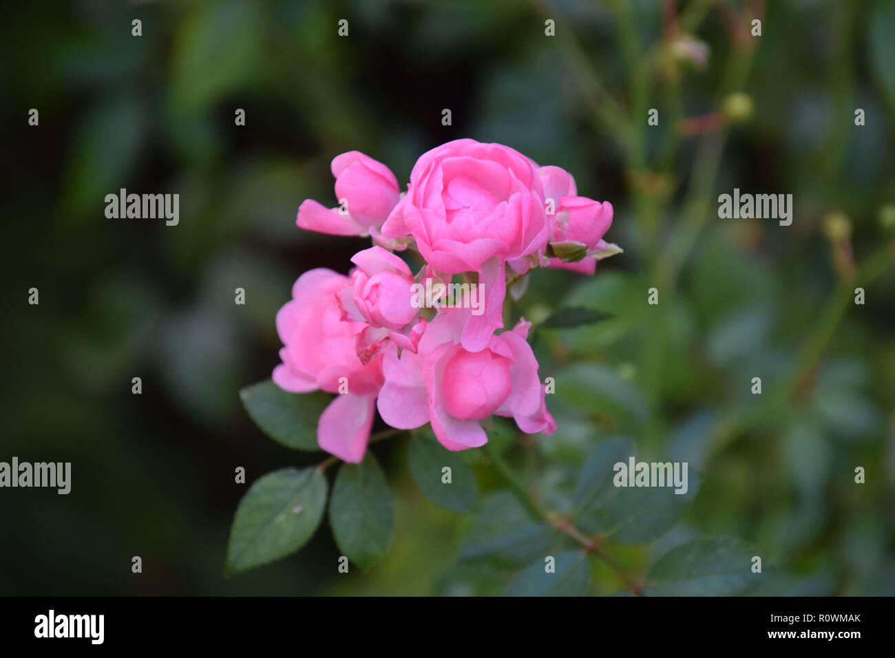 Pink Climbing Rose High Resolution Stock Photography and Images - Alamy