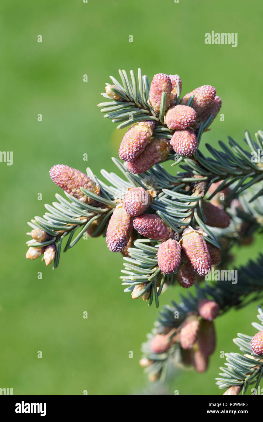 Abies vejarii blue leaved hi-res stock photography and images - Alamy