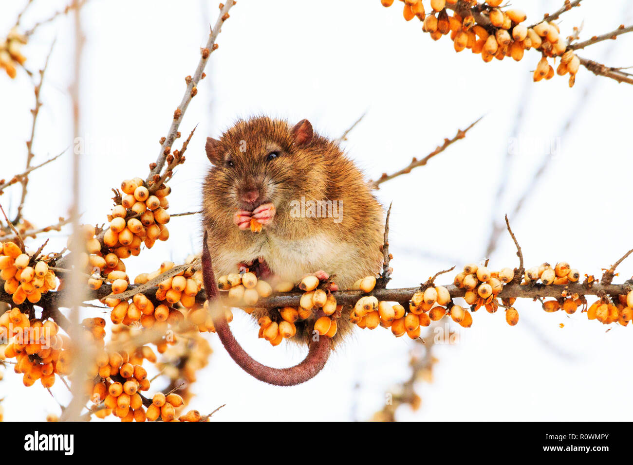 Ojatro hi-res stock photography and images - Alamy