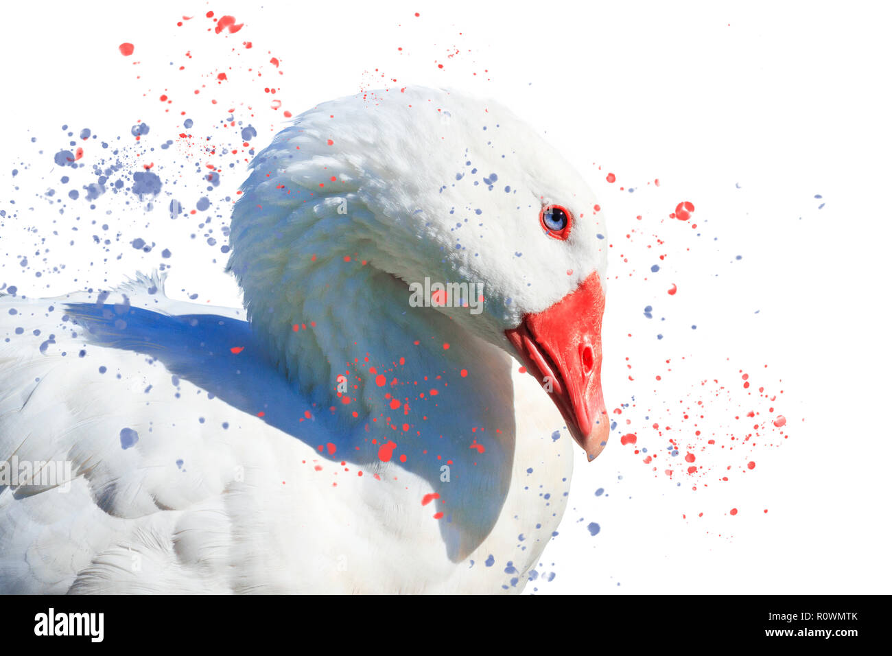 white goose on a white background with a splash of paint, the wild ...