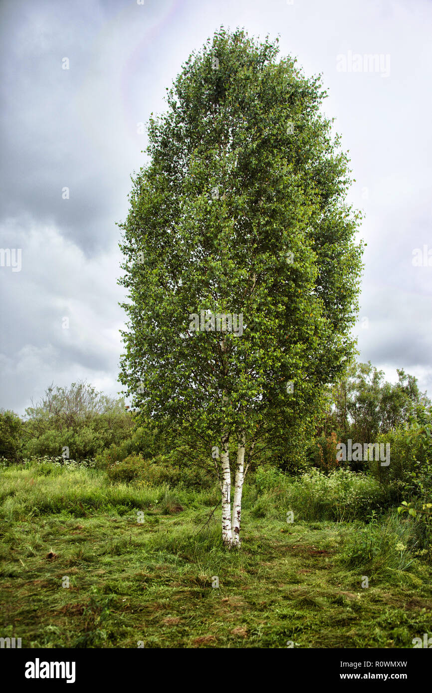 Lonely single birch tree hi-res stock photography and images - Alamy