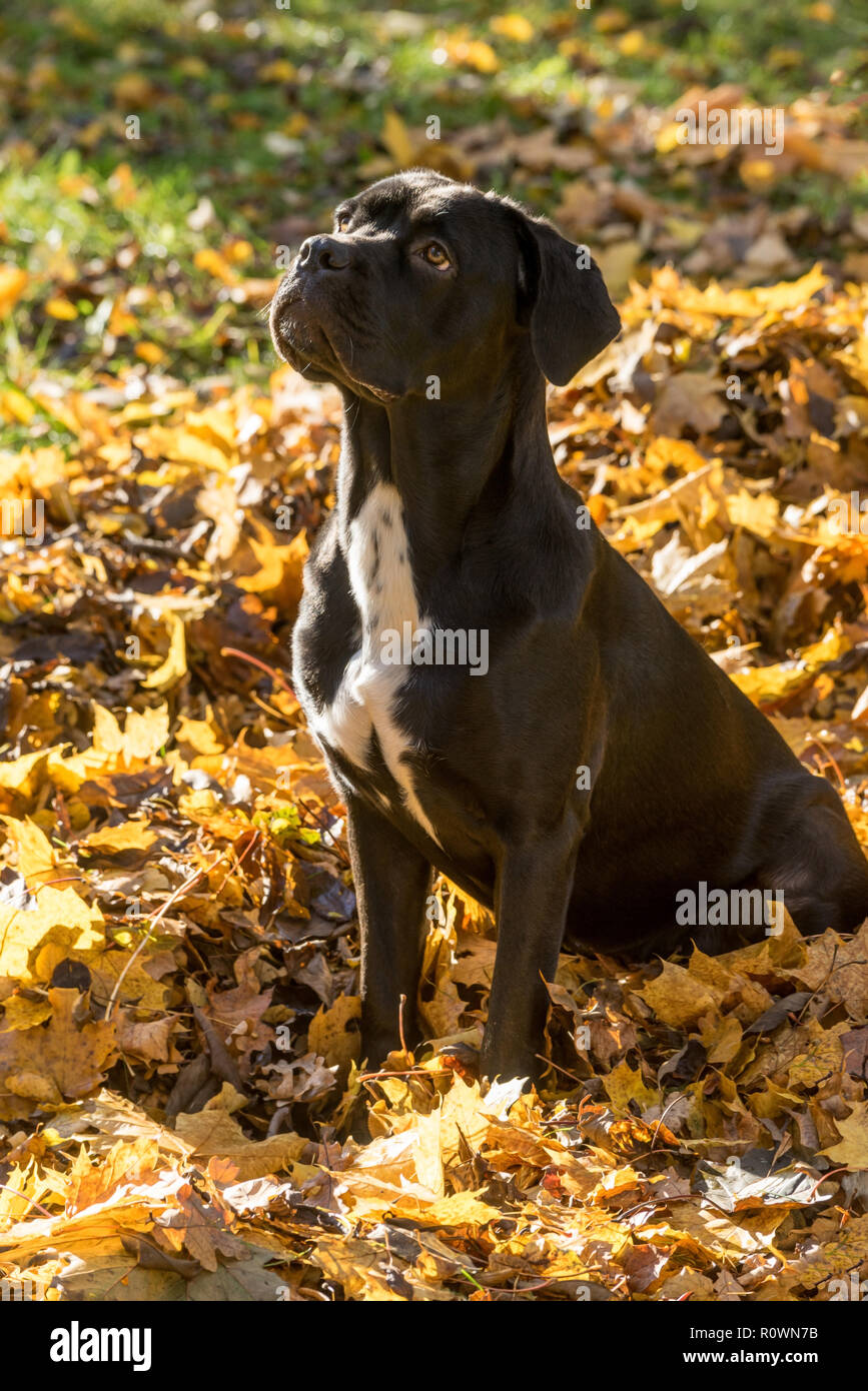 Cane Corso Black And Tan