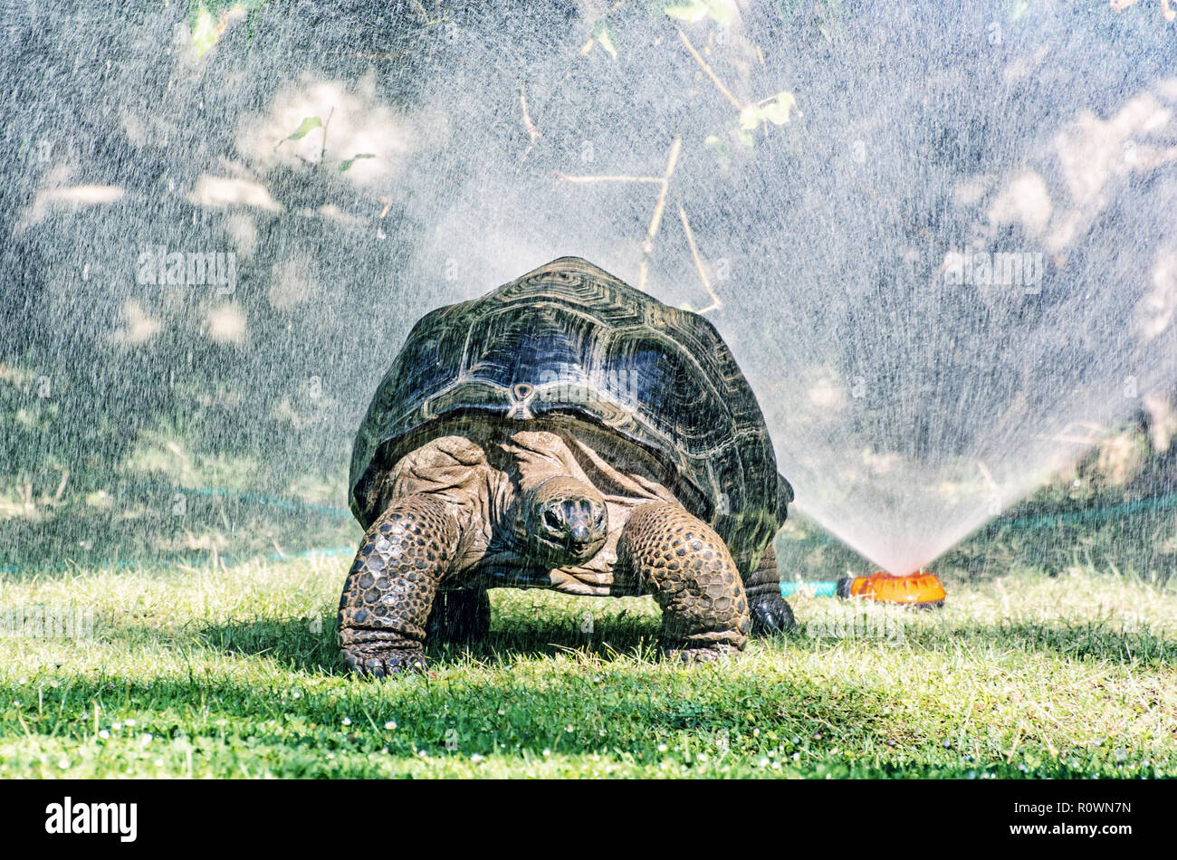 Galapagos giant tortoise - Chelonoidis nigra and garden water sprayer ...