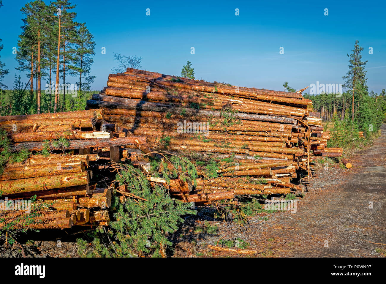 Wooden logs of pine woods in the forest, stacked in a pile Stock Photo ...