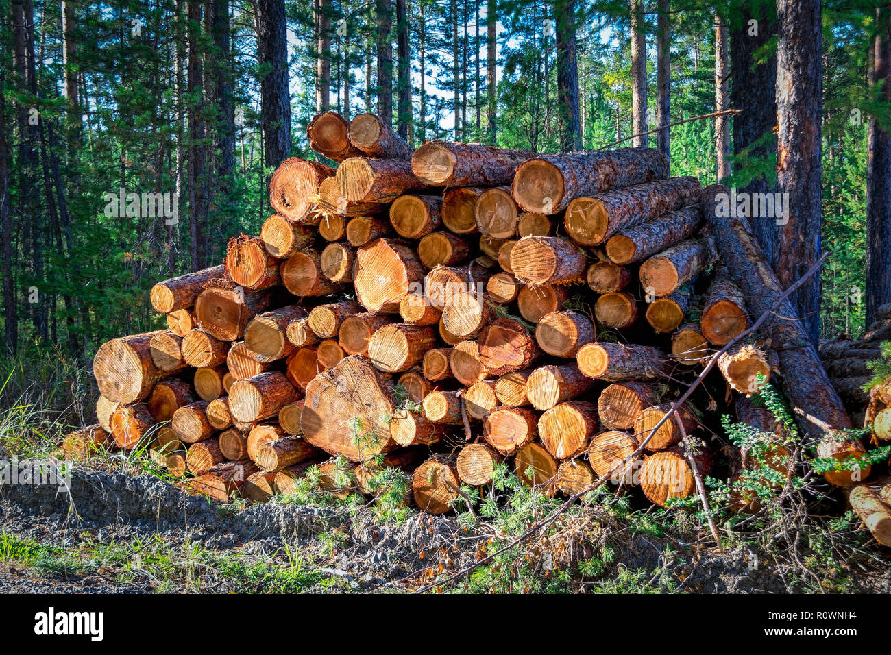 Wooden logs of pine woods in the forest, stacked in a pile Stock Photo ...