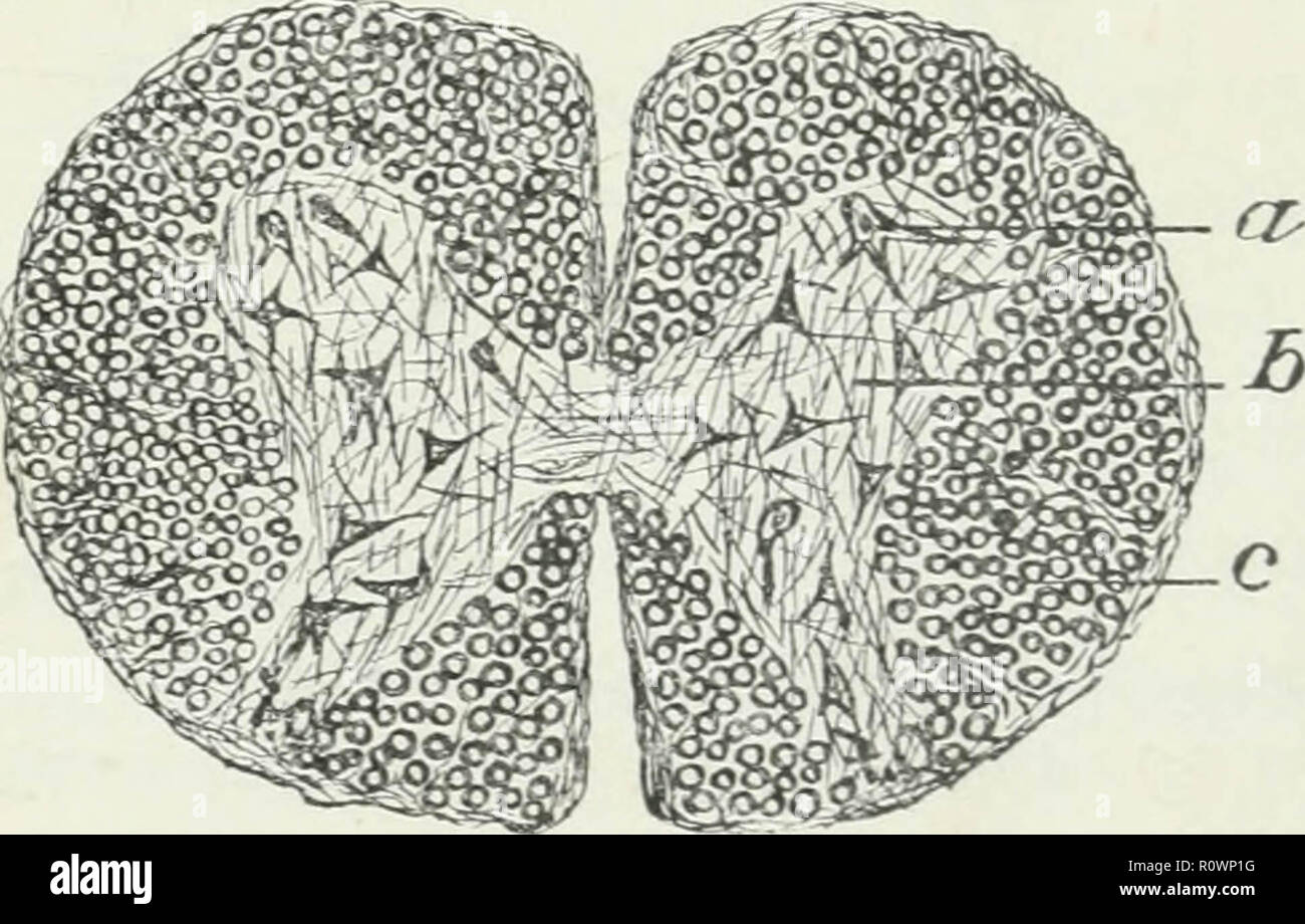 "Applied physiology : including the effects of alcohol and narcotics ...