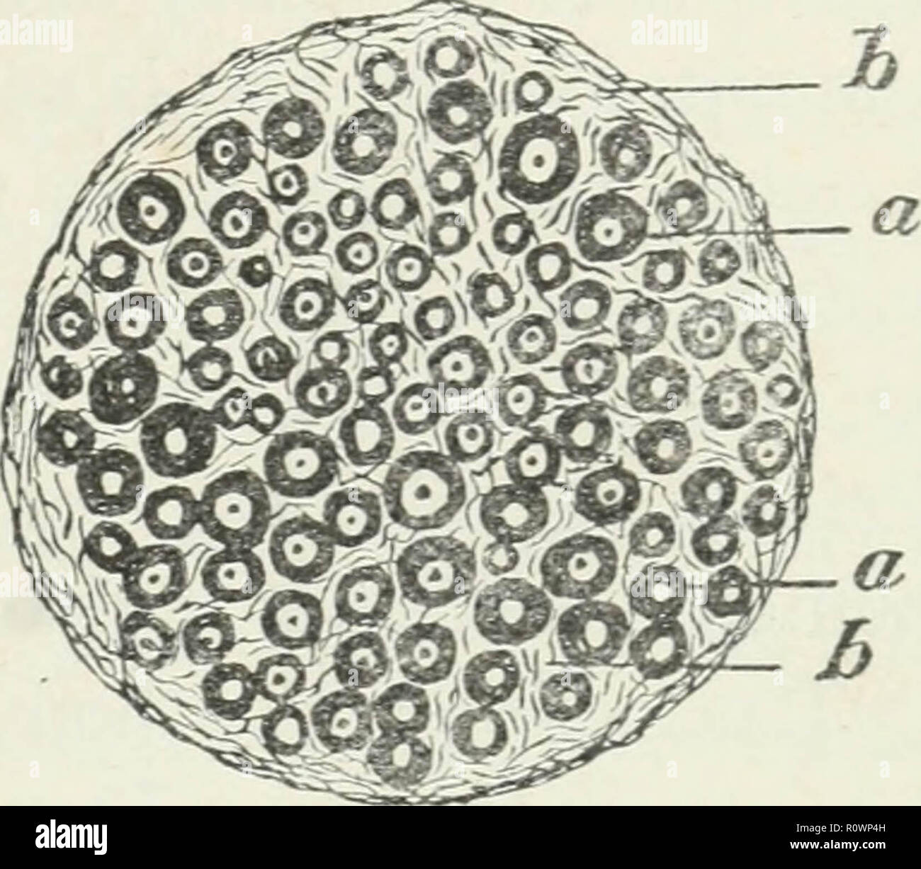 "Applied physiology : including the effects of alcohol and narcotics ...