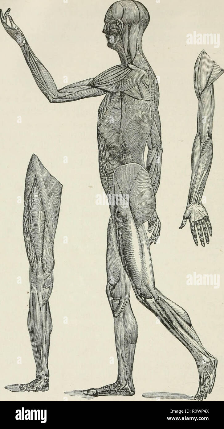"Applied physiology : including the effects of alcohol and narcotics ...