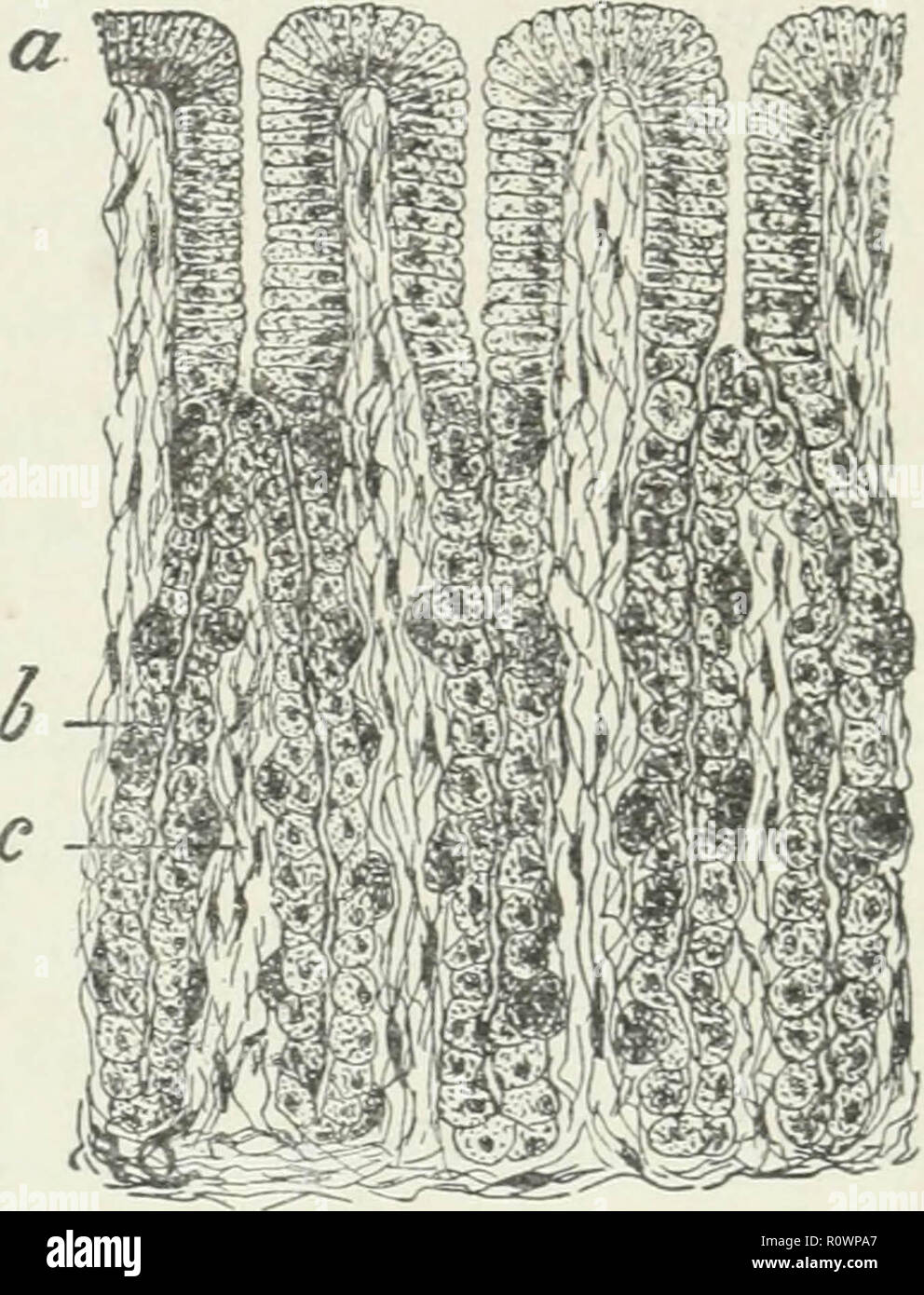 "Applied physiology : including the effects of alcohol and narcotics ...