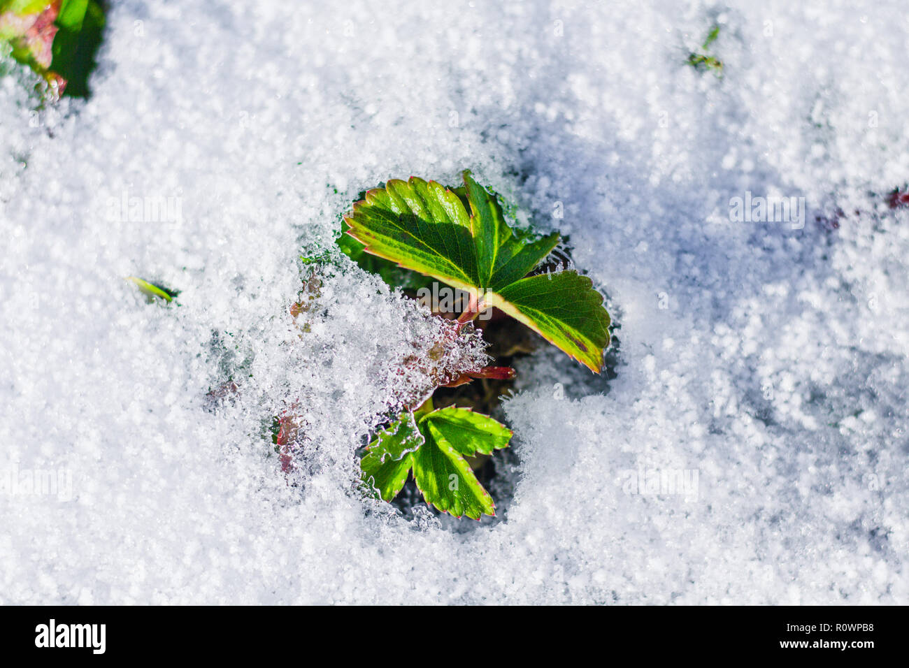 Strawberry snow white hi-res stock photography and images - Alamy