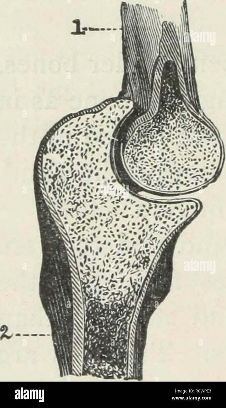 "Applied physiology : including the effects of alcohol and narcotics ...