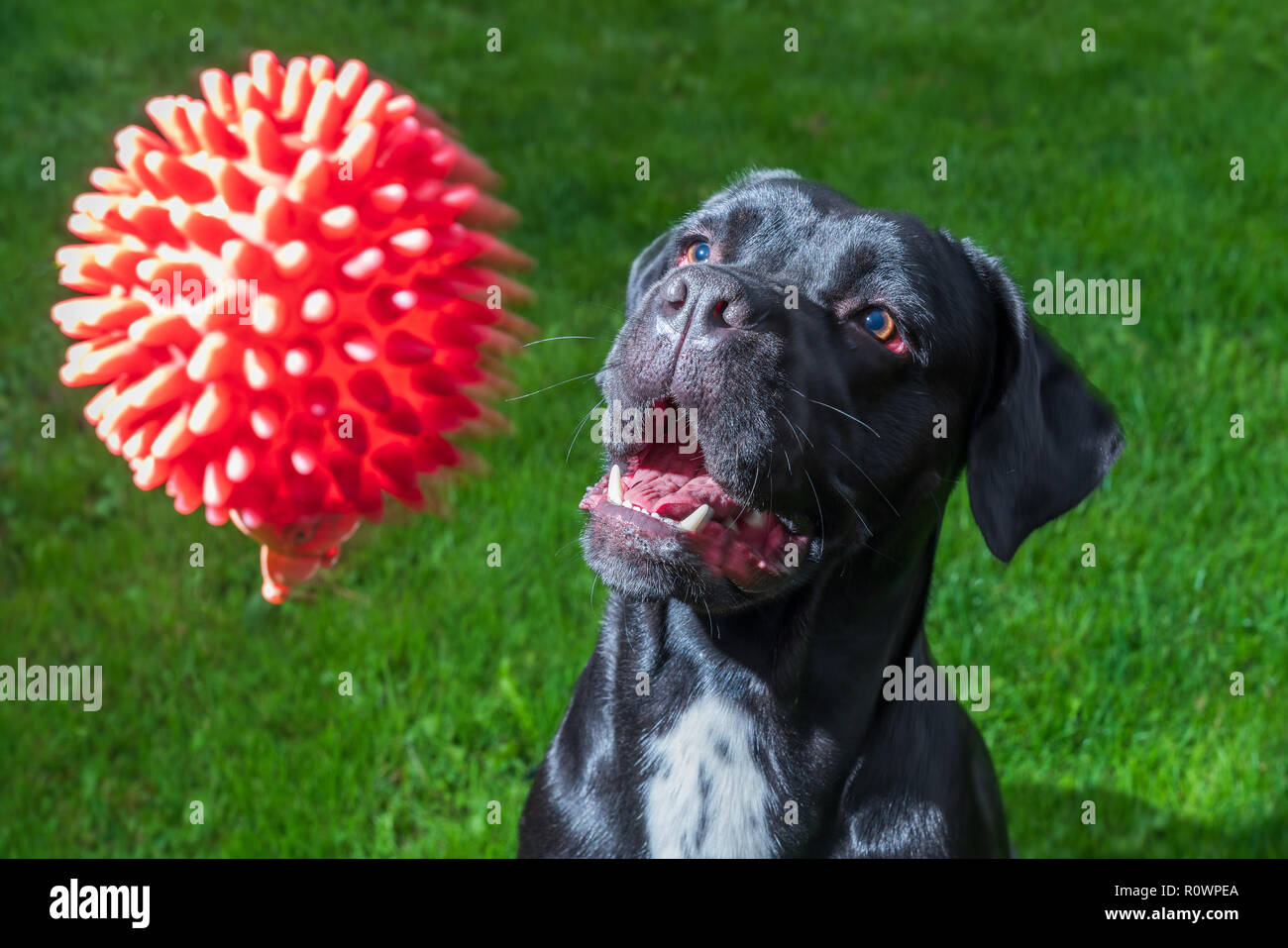 Portrait of a Cane Corso dog breed on a nature background. Dog running ...
