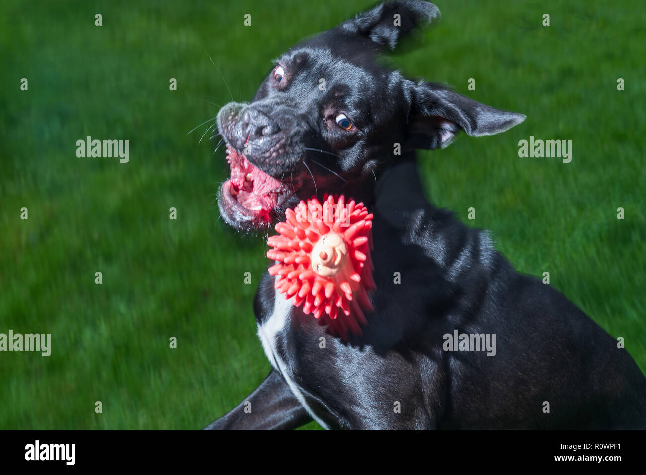 Portrait of a Cane Corso dog breed on a nature background. Dog running ...