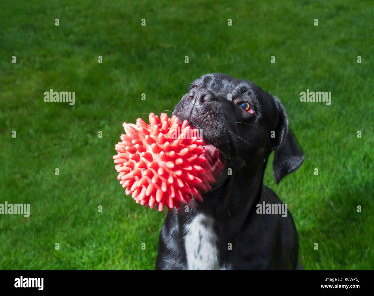 Portrait of a Cane Corso dog breed on a nature background. Dog running ...