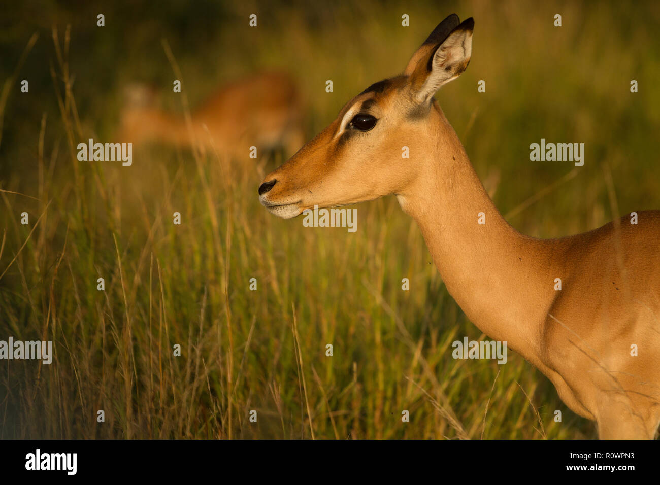 Impala ewe hi-res stock photography and images - Alamy