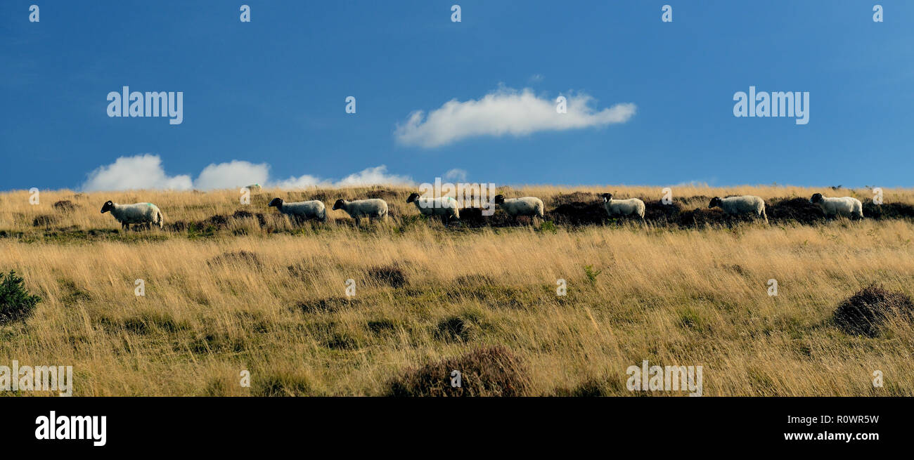 Grazing sheep flock across hi-res stock photography and images - Alamy