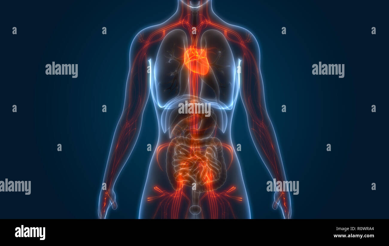 Human Circulatory System Anatomy Stock Photo - Alamy