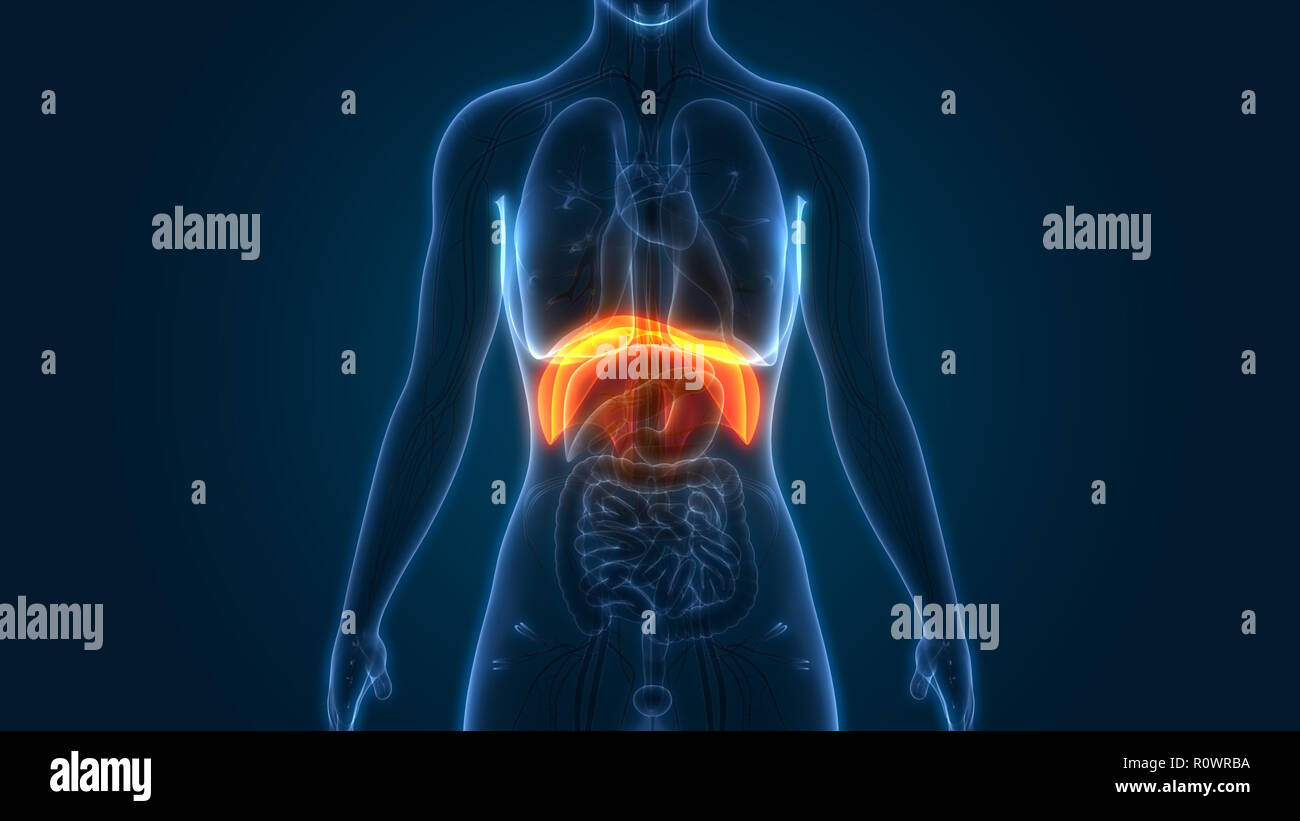 Human Diaphragm Anatomy Stock Photo - Alamy
