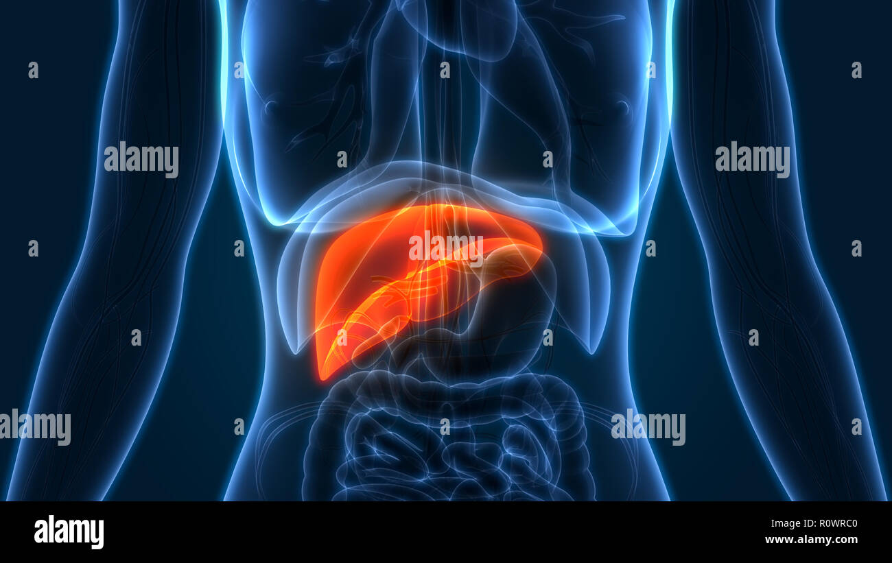 Human Digestive System Liver Anatomy Stock Photo - Alamy