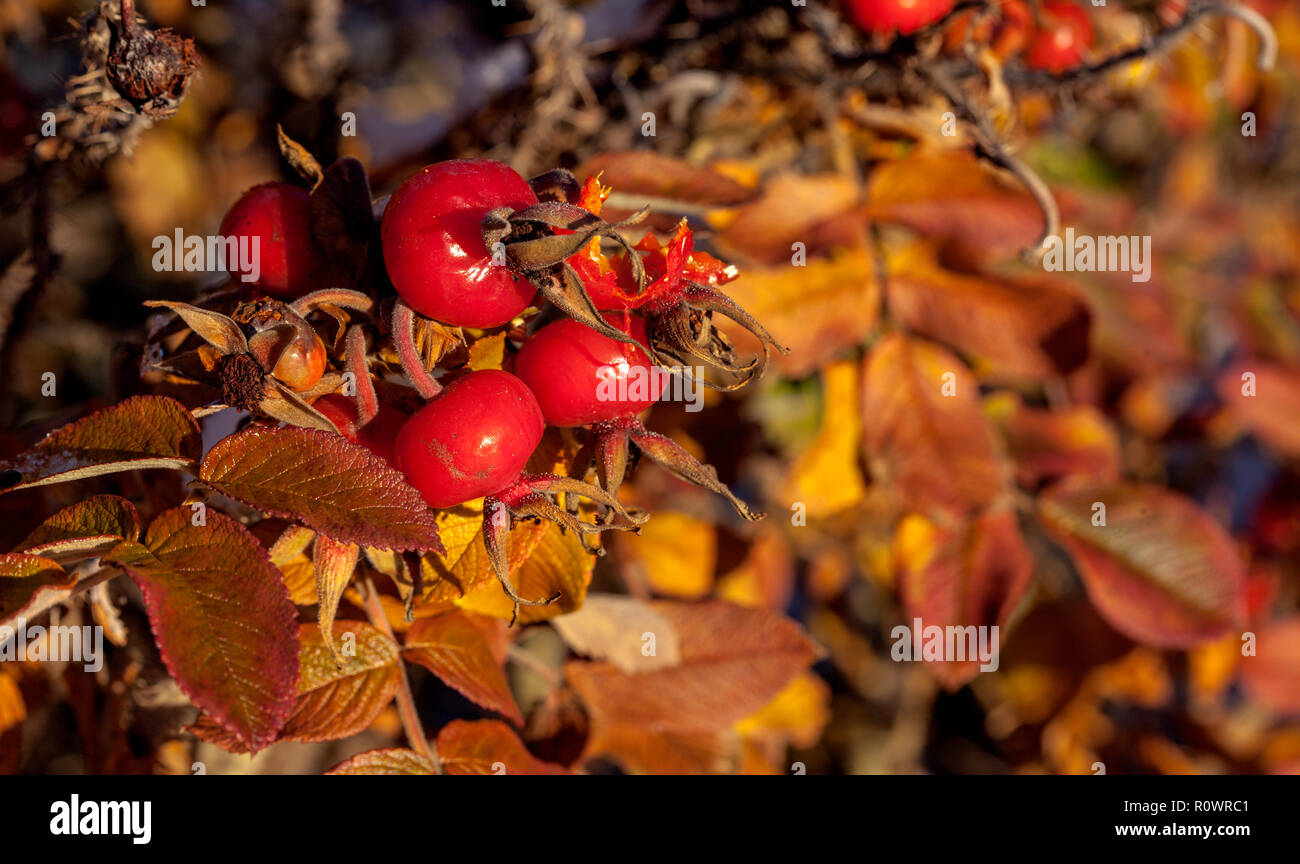 Closeup, macro on colorful red dog rose, rosehip in autumn. Some frost ...