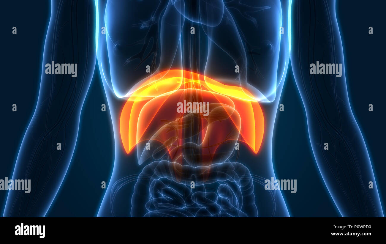 Diaphragm Diagram High Resolution Stock Photography and Images - Alamy