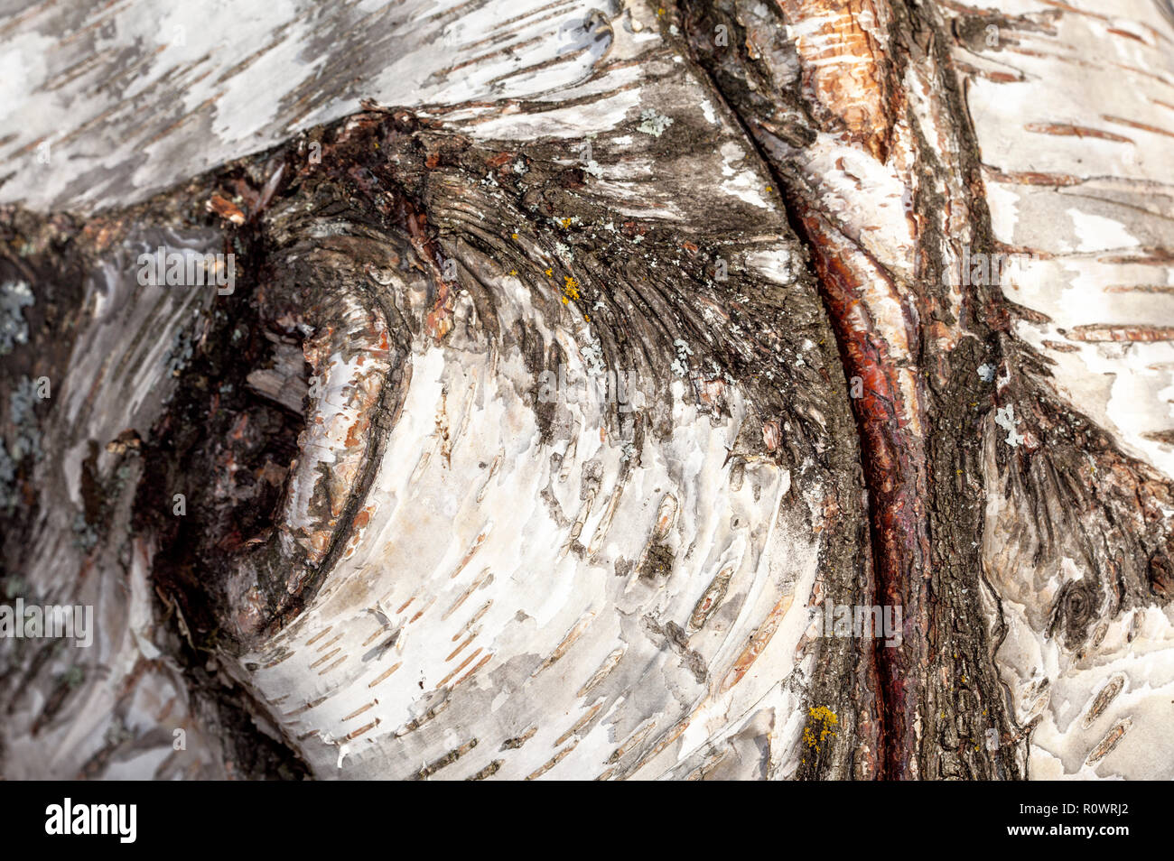 Closeup, macro of an old birch tree, the trunk. Rustic texture Stock Photo - Alamy