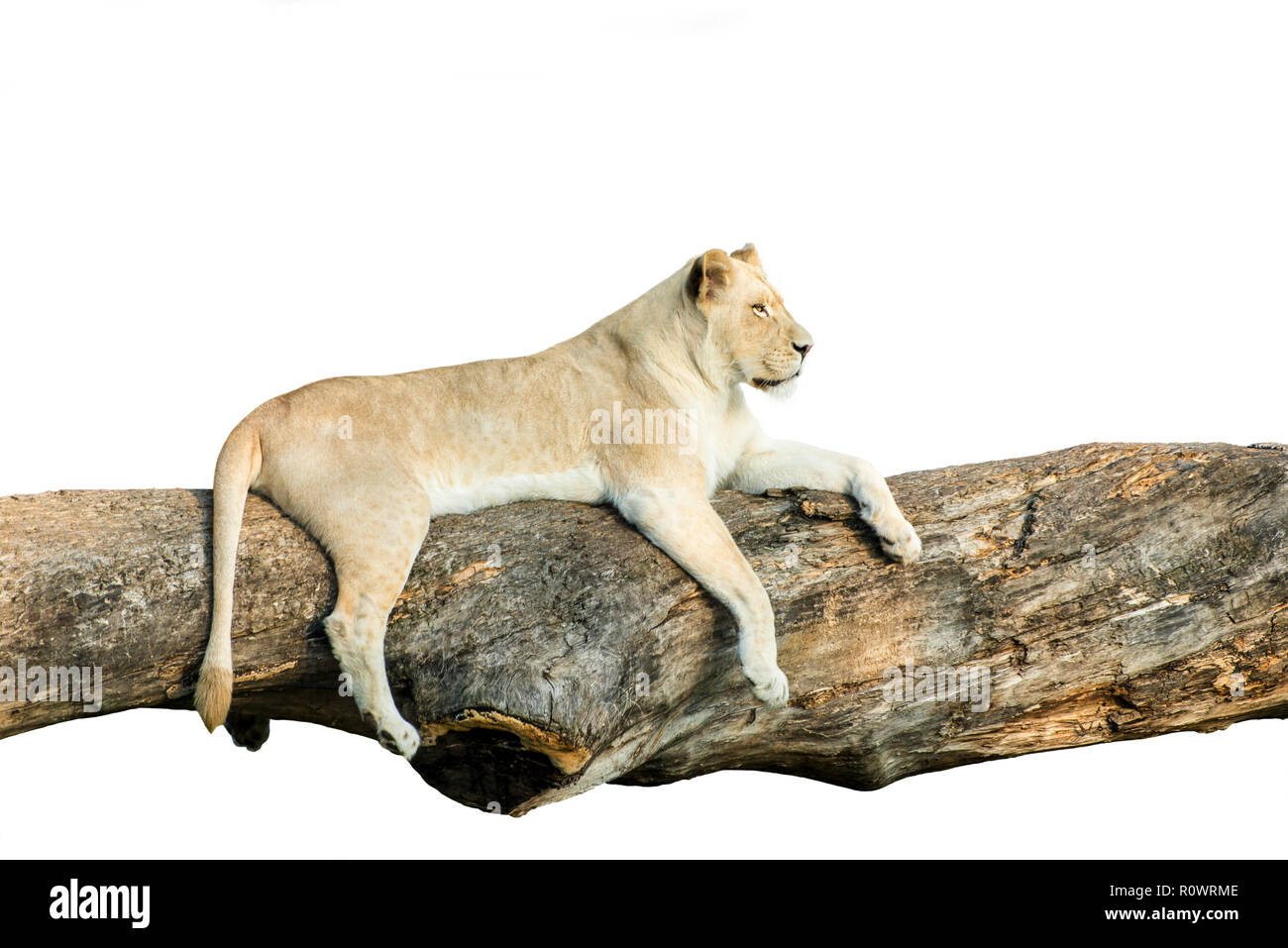 Body at rest Cut Out Stock Images & Pictures - Alamy
