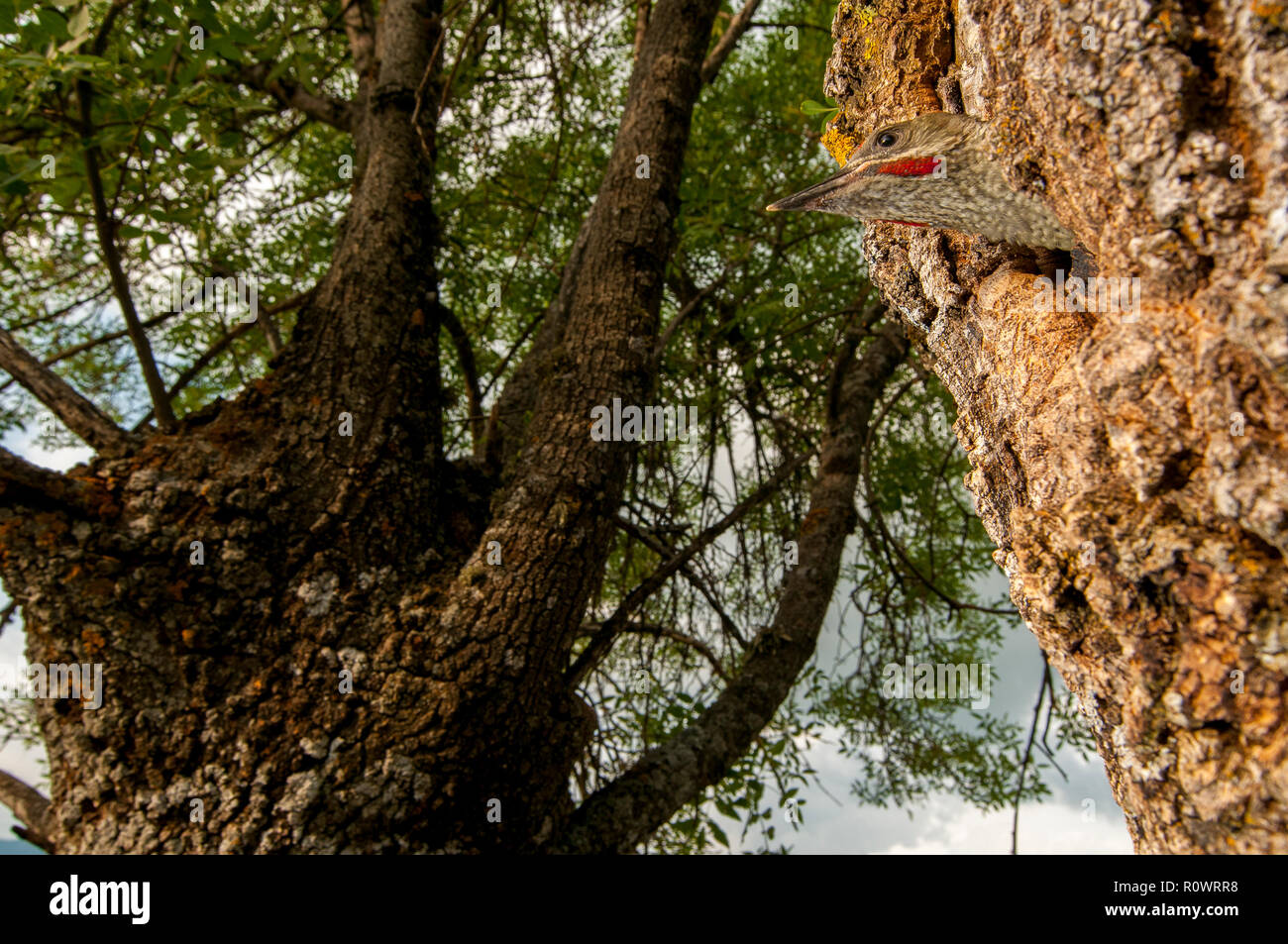 Pito real, Picus viridis Stock Photo - Alamy