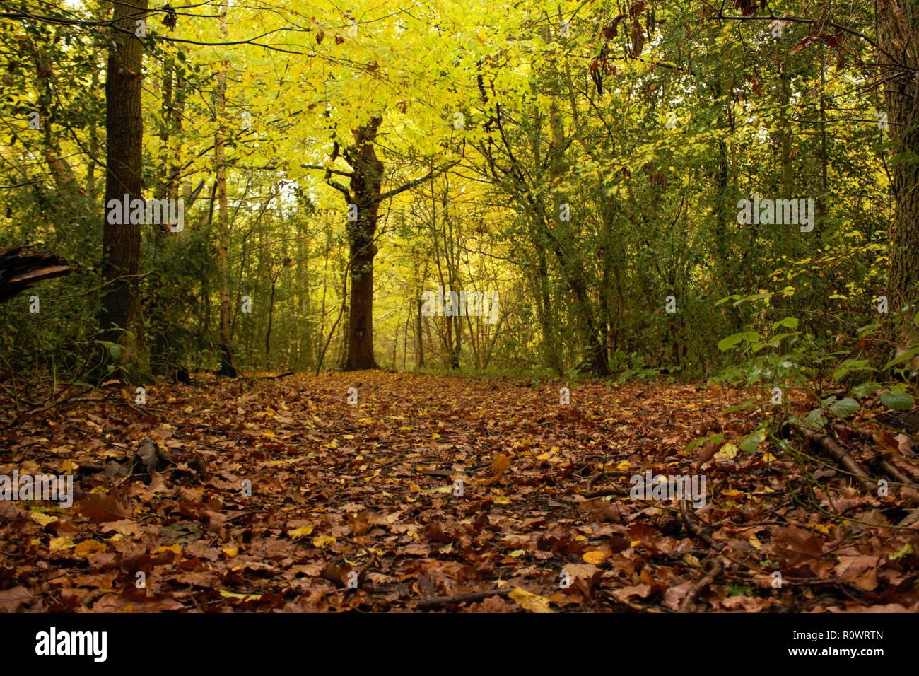 Golden Autumn Leaves above and below Stock Photo - Alamy