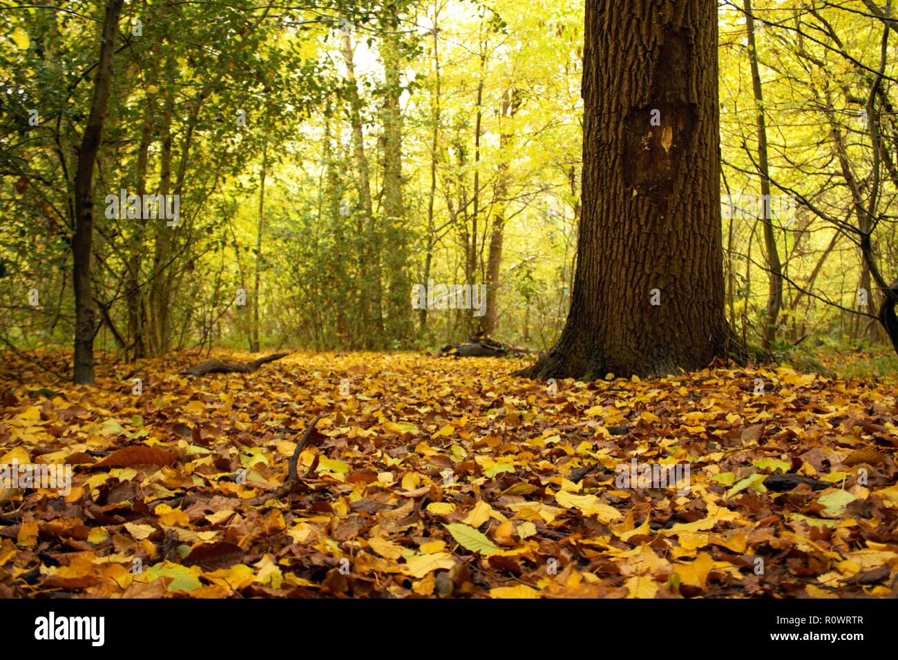 Golden Autumn Leaves above and below Stock Photo - Alamy
