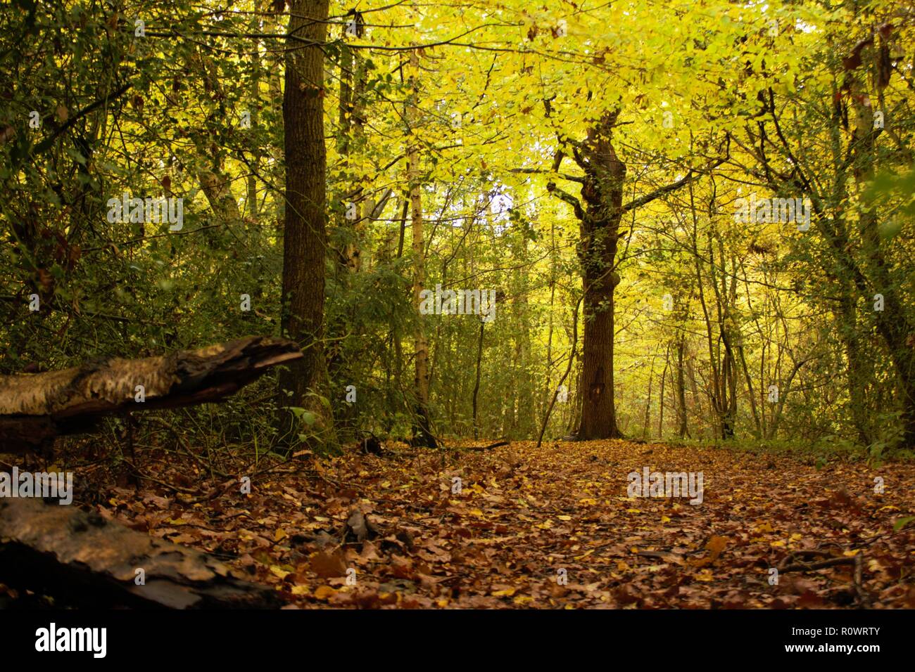 Golden Autumn Leaves above and below Stock Photo - Alamy