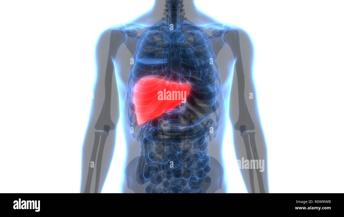 Human Digestive System Liver Anatomy Stock Photo - Alamy