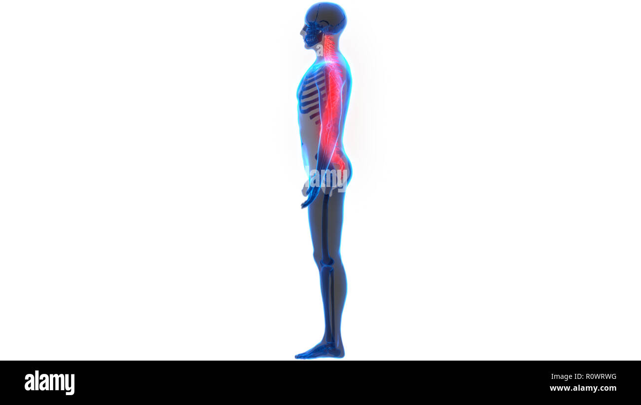 Human Skeleton System Vertebral Column Anatomy Stock Photo - Alamy