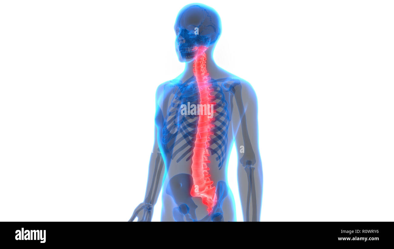 Human Skeleton System Vertebral Column Anatomy Stock Photo - Alamy