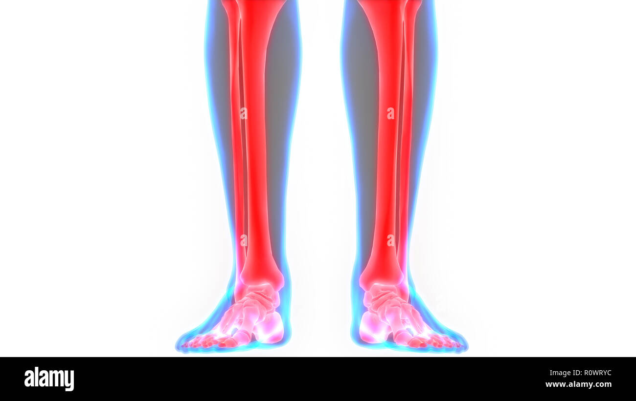 Human Skeleton System Bone Joints Anatomy Stock Photo - Alamy