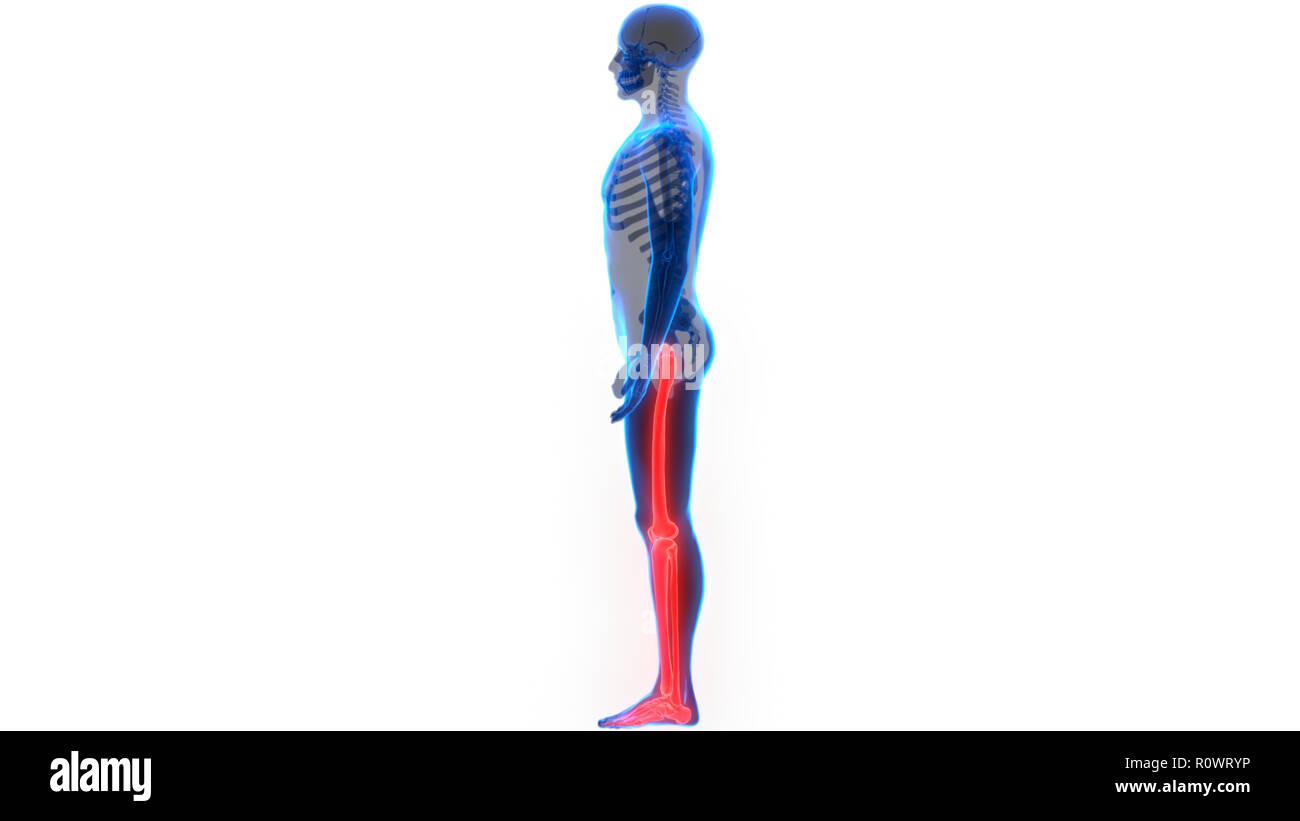 Human Skeleton System Bone Joints Anatomy Stock Photo - Alamy