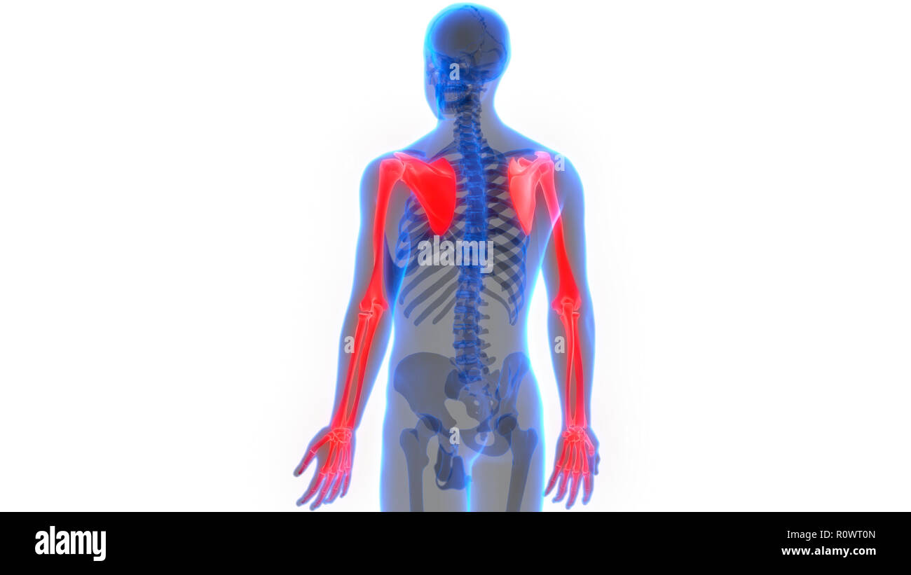 Human Skeleton System Bone Joints Anatomy Stock Photo - Alamy