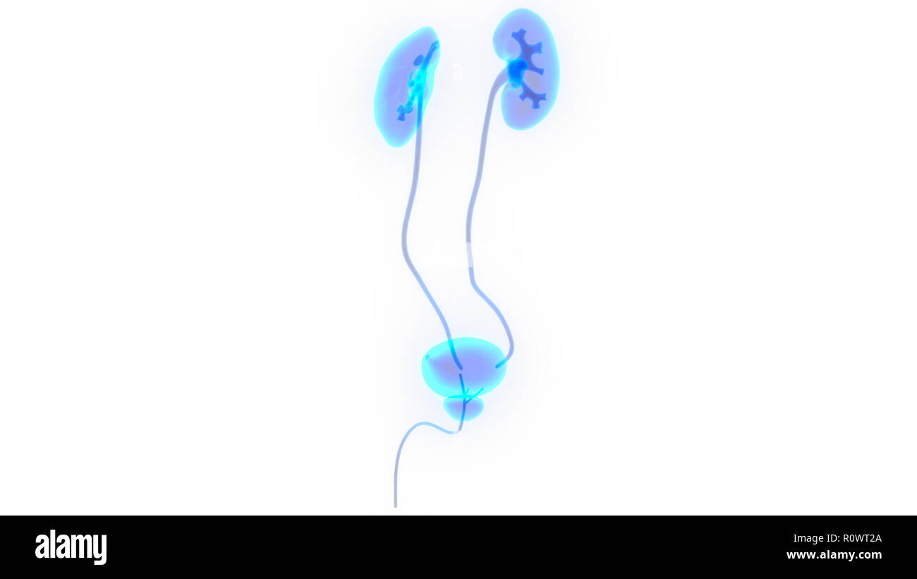 Human Urinary System Kidneys with Bladder Anatomy Stock Photo - Alamy