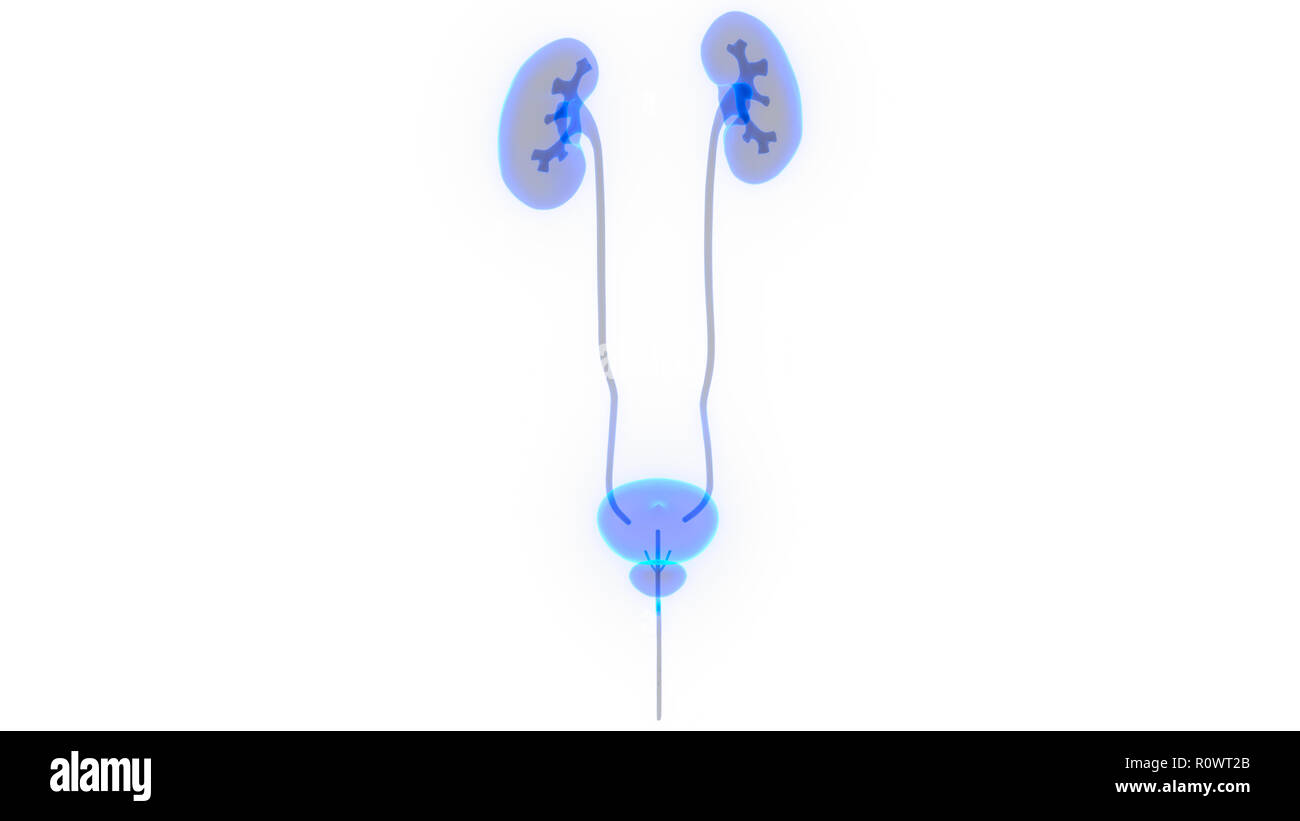 Human Urinary System Kidneys with Bladder Anatomy Stock Photo - Alamy