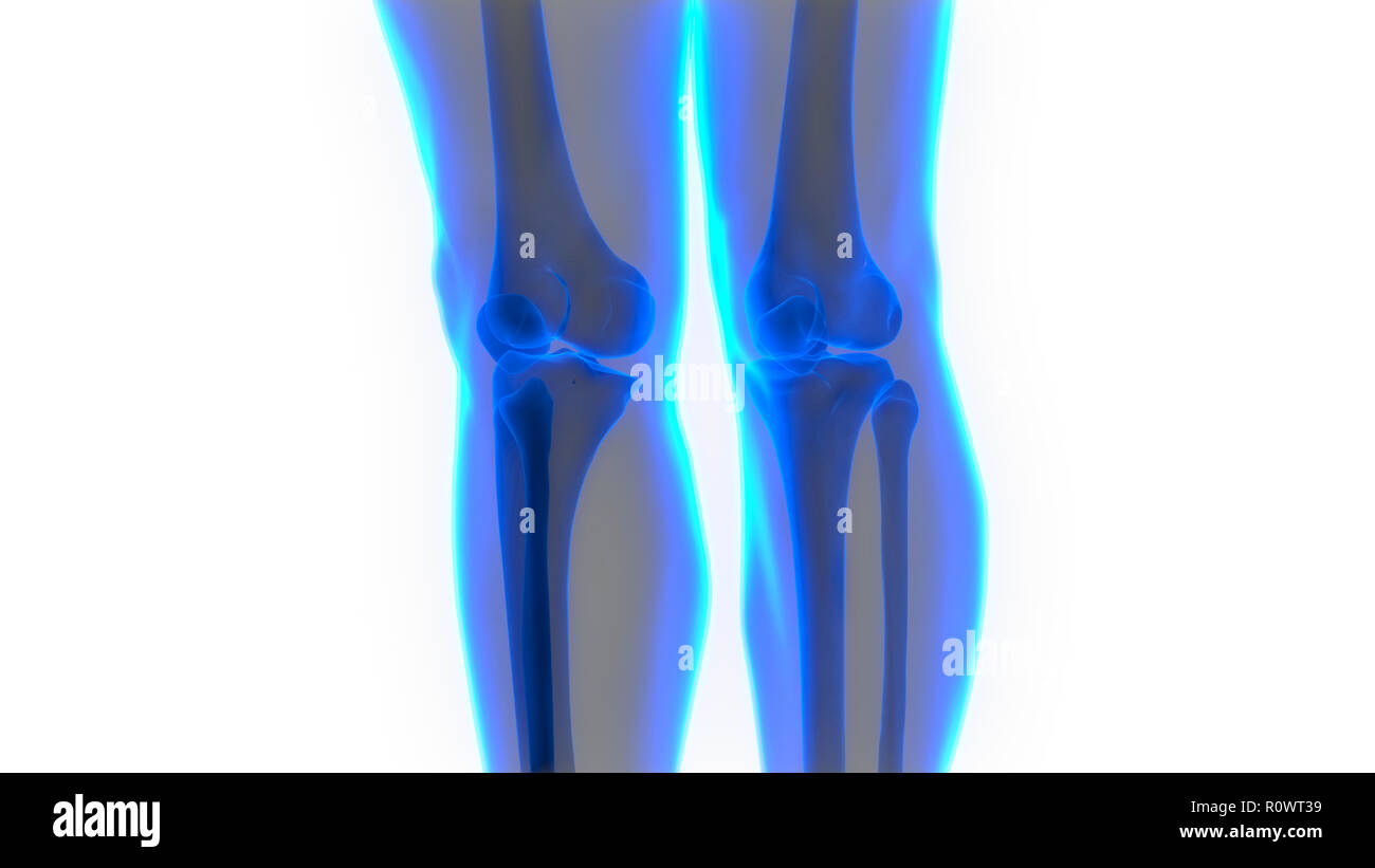 Human Skeleton System Bone Joints Anatomy Stock Photo - Alamy