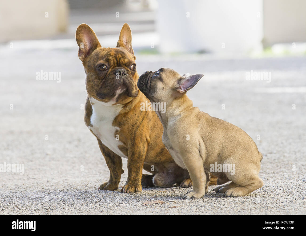 Bulldoggen High Resolution Stock Photography and Images - Alamy