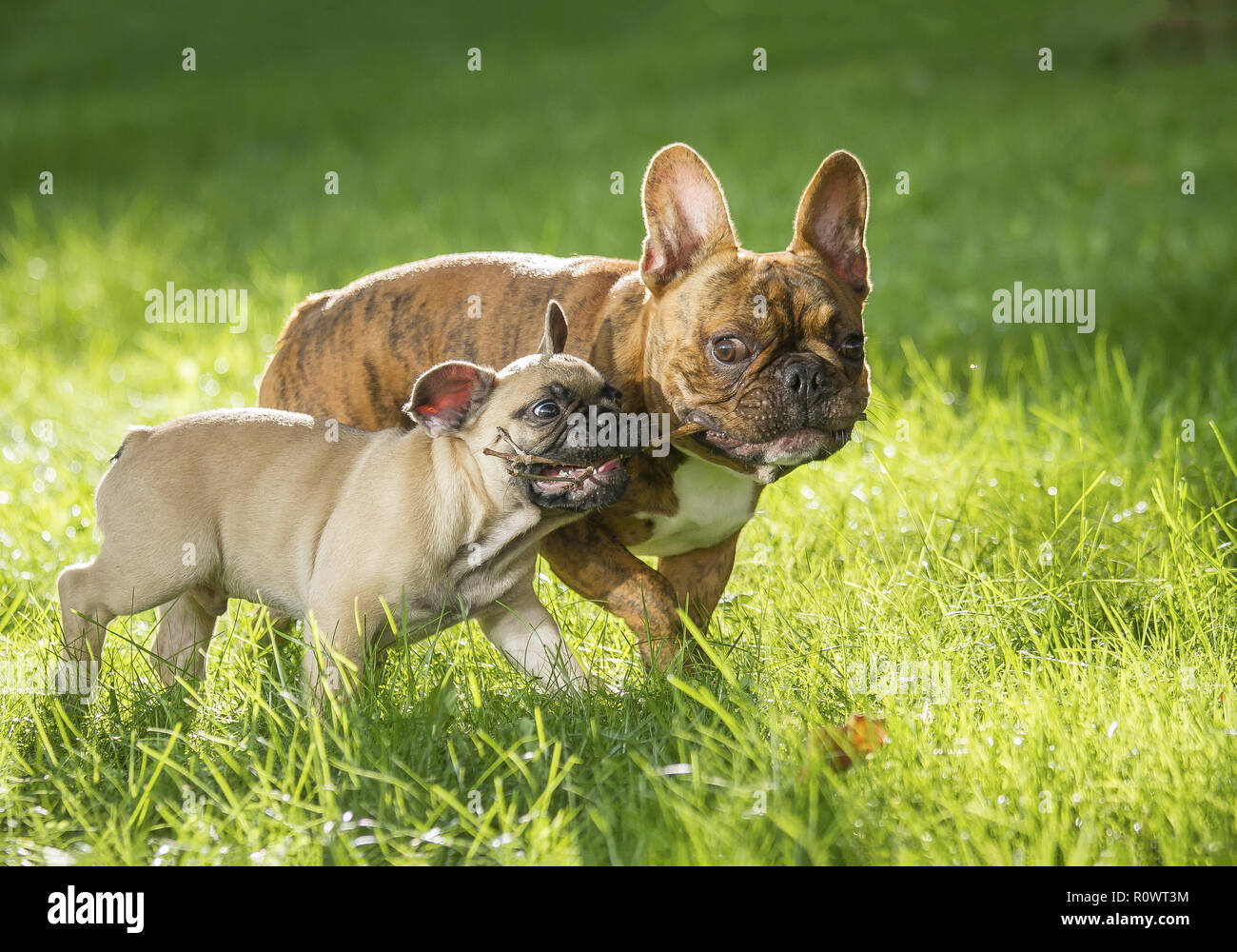 Bulldoggen hi-res stock photography and images - Alamy