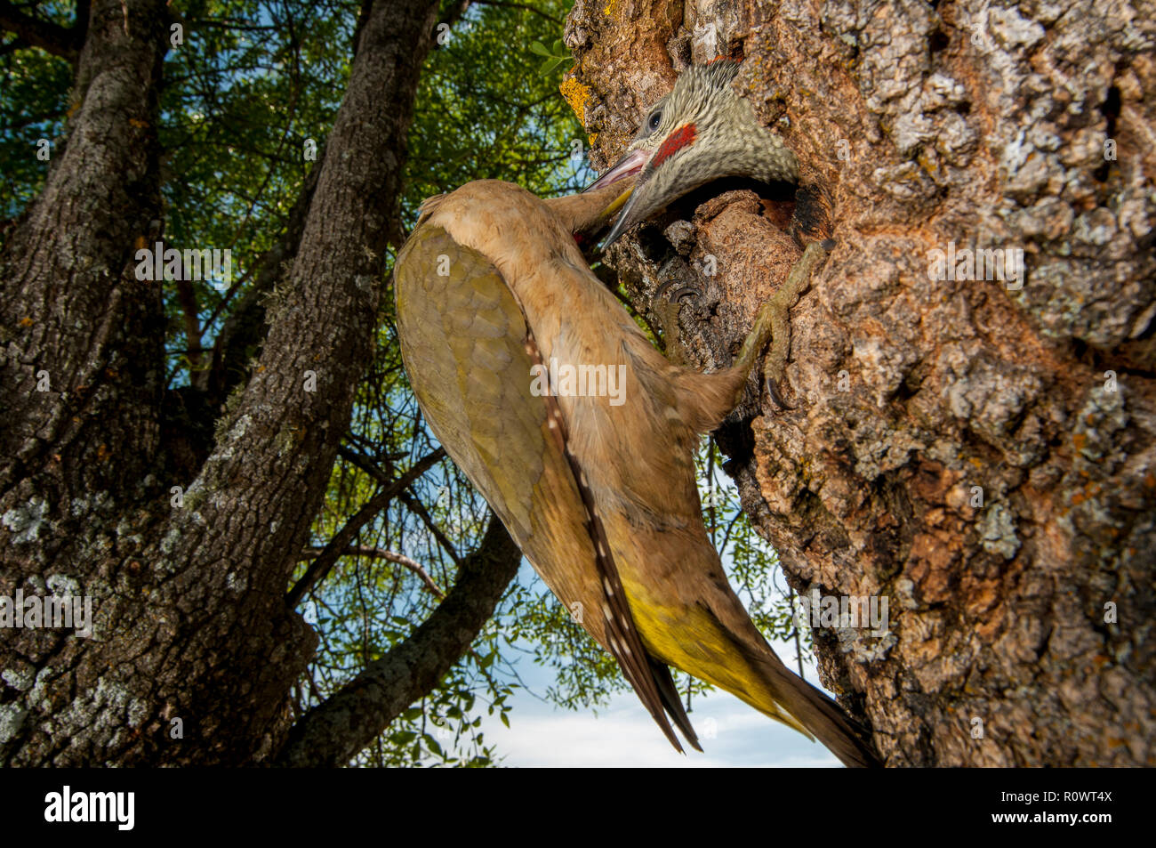 Pito real, Picus viridis Stock Photo - Alamy