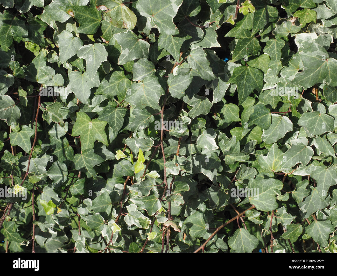 ivy (Hedera) plant useful as a background Stock Photo - Alamy