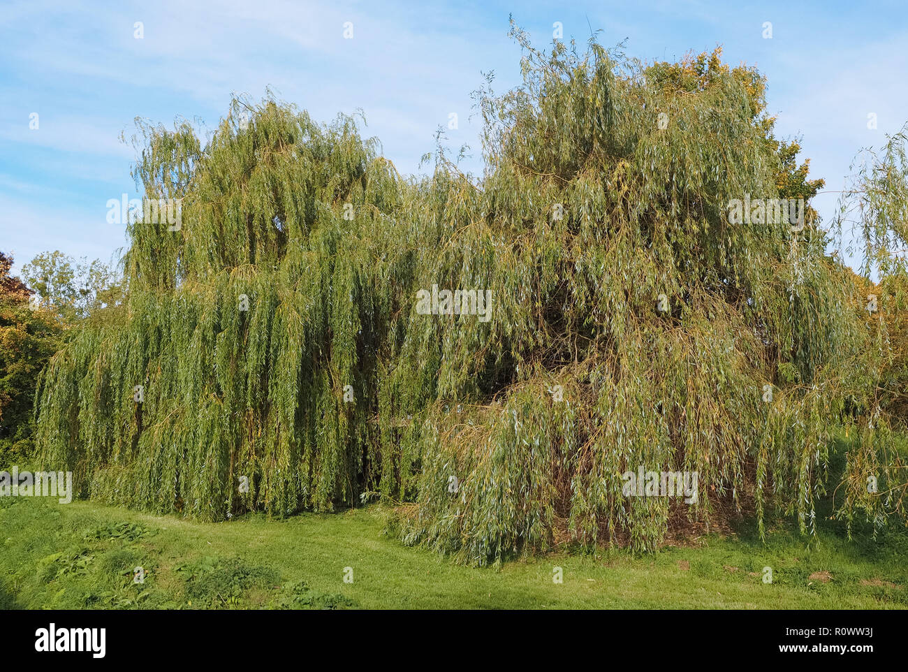 Weeping willow (Salix babylonica) aka Babylon willow tree Stock Photo ...
