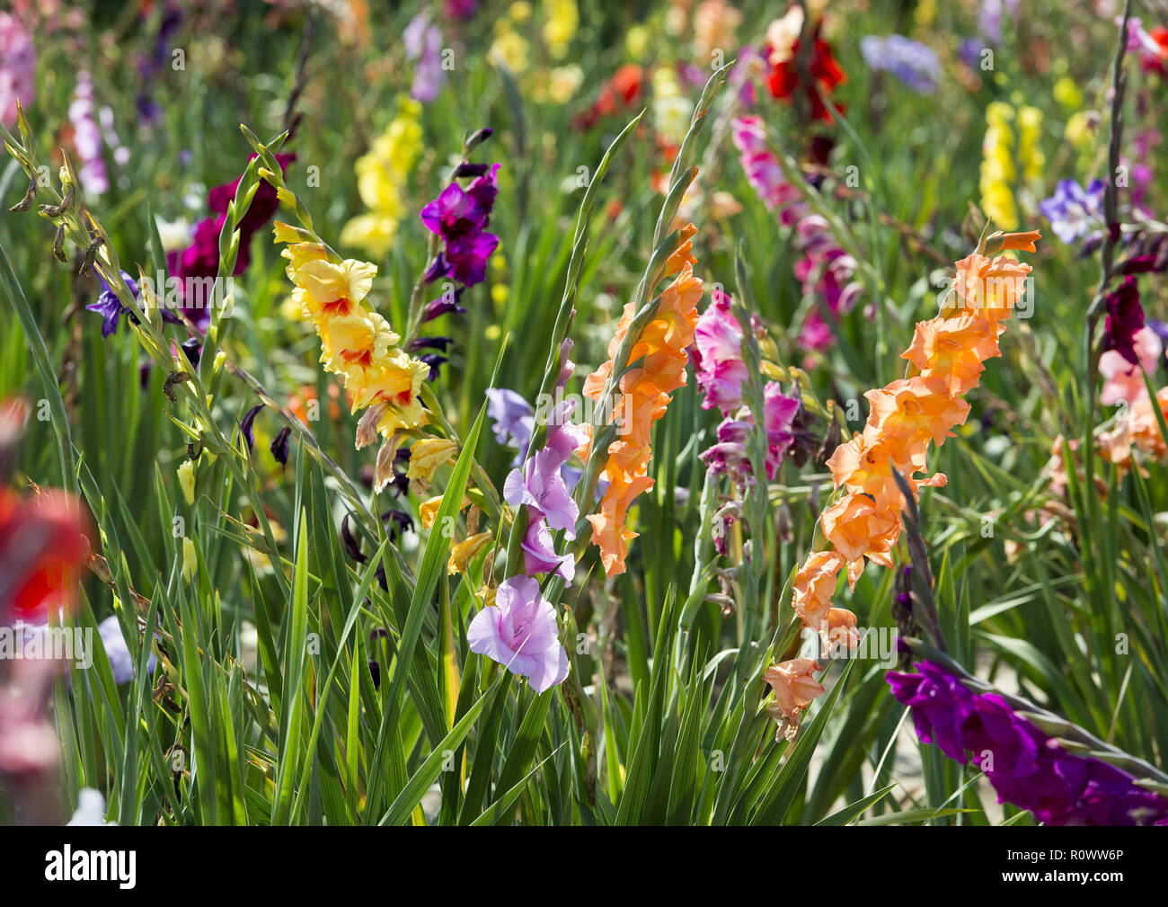 Gladiolen hi-res stock photography and images - Alamy