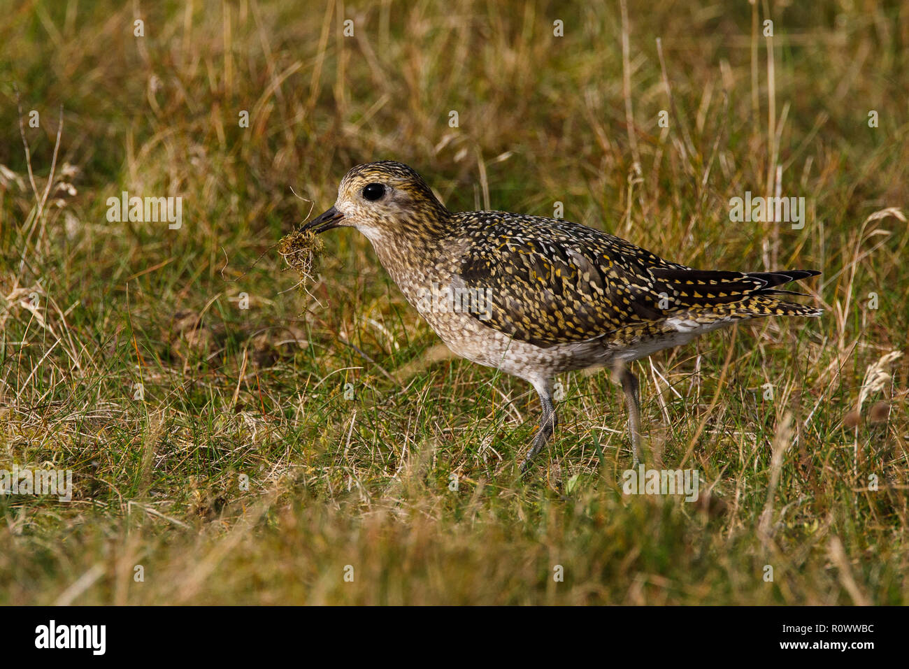 Golden plover winter plumage hi-res stock photography and images - Alamy