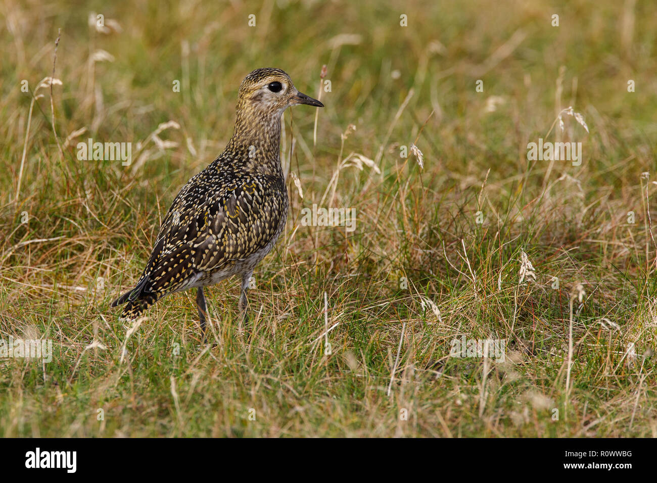 Golden plover winter plumage hi-res stock photography and images - Alamy