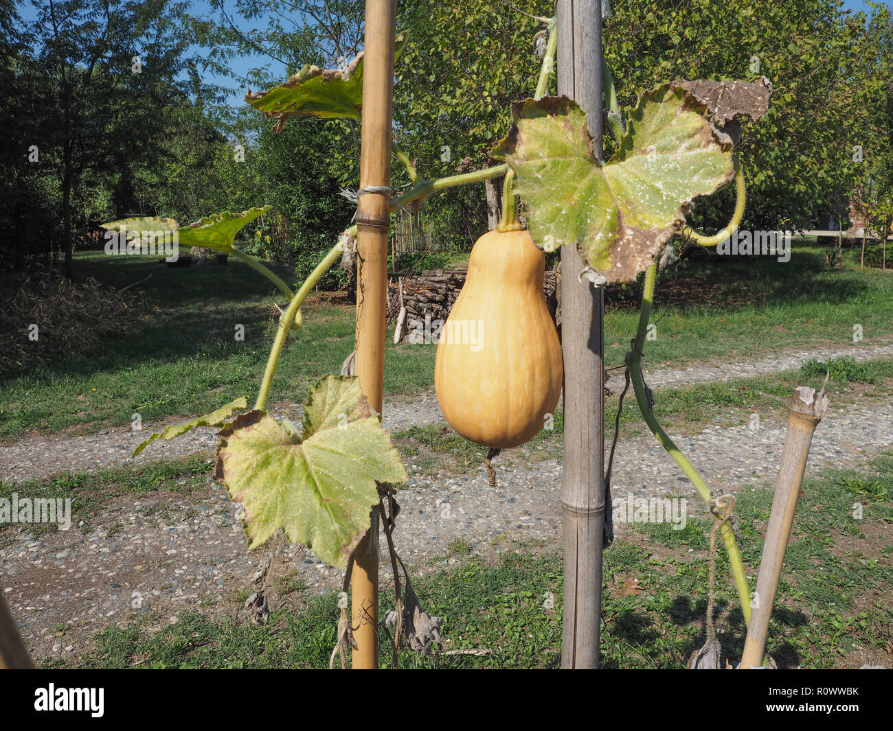 pumpkin (Cucurbita pepo) vegetables vegetarian and vegan food plant ...