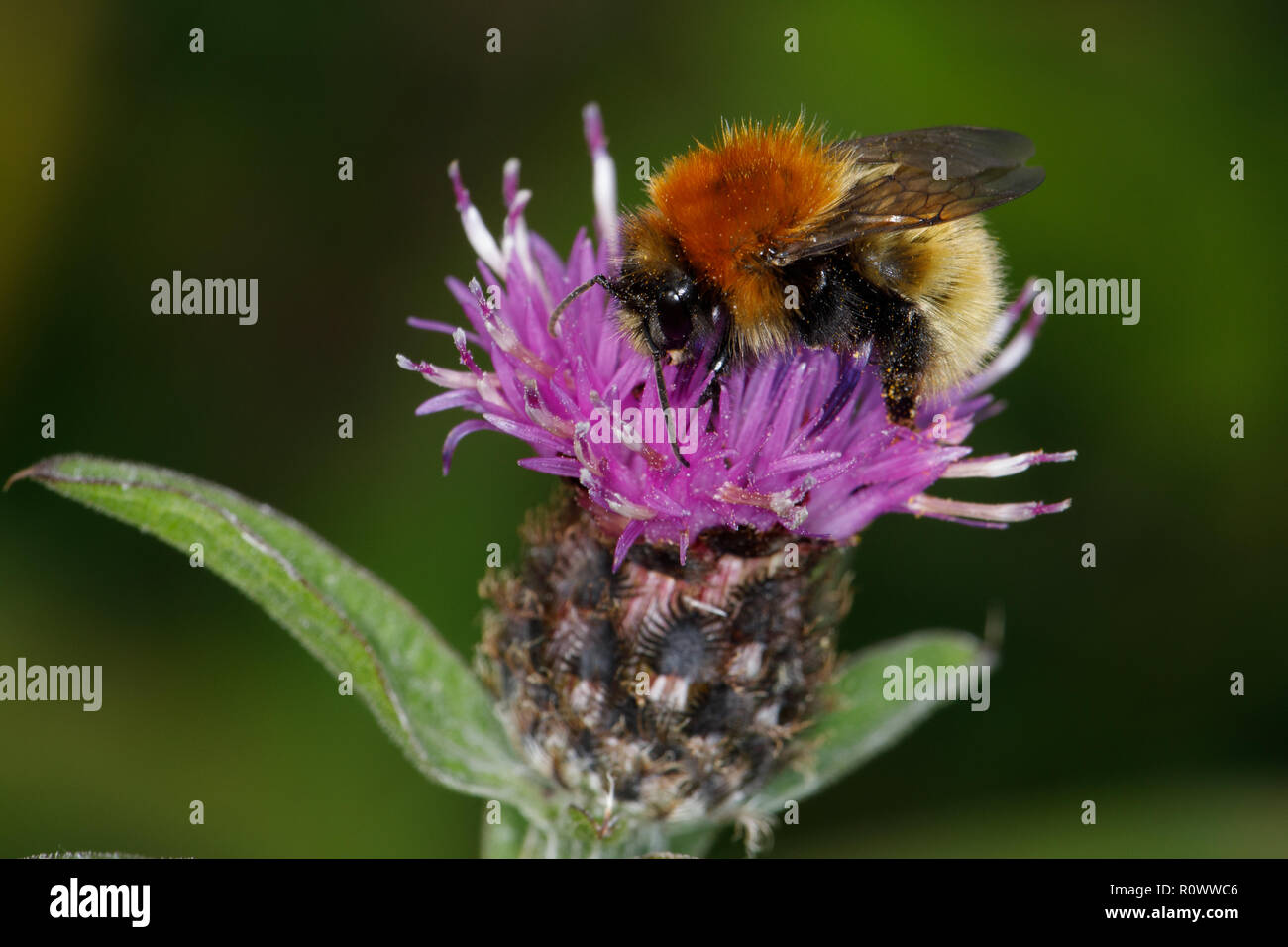 Moss carder bumblebee hi-res stock photography and images - Alamy